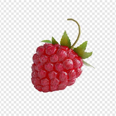 A Single Raspberry Stock Illustration Illustration Of Nature 336326942
