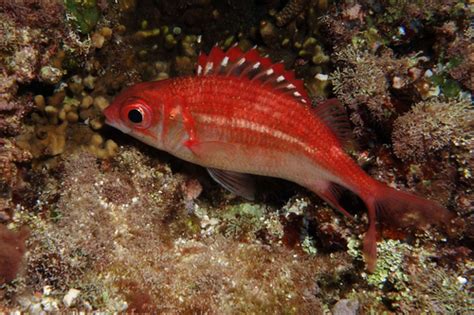 Speckled Squirrelfish Sargocentron Punctatissimum INaturalist