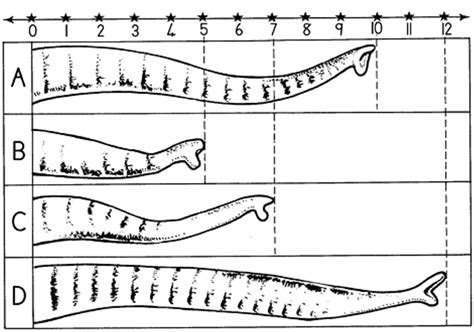 Mathematics Scale Drawings By Openstax Jobilize