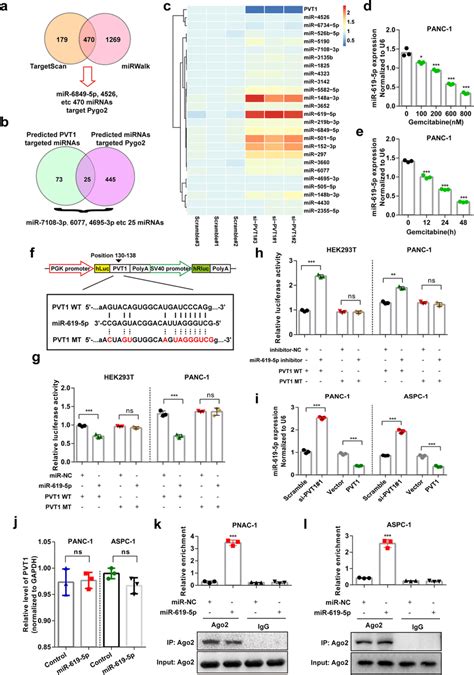 Pvt1 Directly Targets Mir 619 5p A And B Potential Mirnas That Target