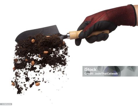 Soil Dirt Peanut Bean Mix Fall From Garden Shovel Hand Peanut Bean Soil