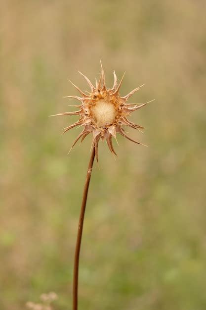 Premium Photo Closeup Photo Of The Dry Scotch Thistle Plant Onopordum Acanthium