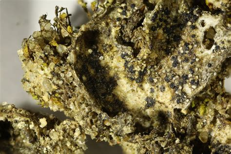 Genus Scutula · Inaturalist