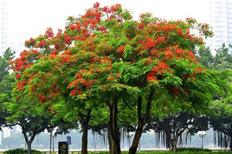 路边常见树大全 绿化树木品种大全图 伤感说说吧