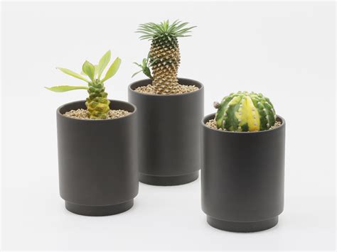 다육 식물 화분1