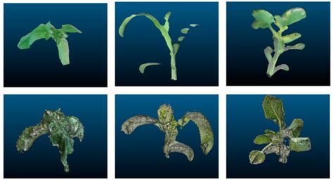 Sensors Free Full Text Low Cost Three Dimensional Modeling Of Crop