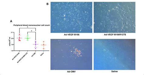 Endothelial Progenitor Cell Growth From Collected Peripheral Blood