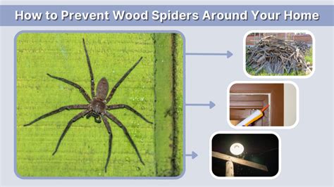 What Is A Wood Spider Identification Bite Facts And Regional Guide