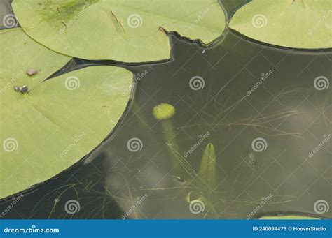 Green Water Lily Stem Under The Water And Floating Big Round Leaves Of