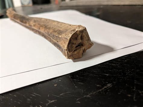 Fossilized Deer Bone Rbonecollecting
