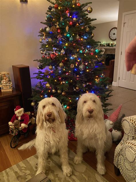 Our Spinone Brothers Scrolller