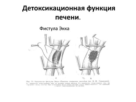 Хирургия печени желчного пузыря и внепеченочных желчных путей