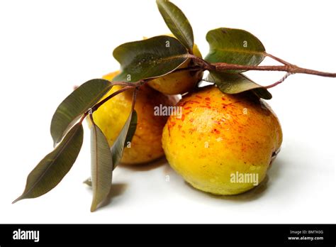 Mangaba Fruit Hancornia Speciosa With Leaves On White Background