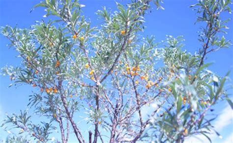 “АЛТАН ДОРНОД МОНГОЛ” КОМПАНИ ЧАЦАРГАНЫ ТАЛБАЙГАА ХҮЛЭЭЛГЭН ӨГЛӨӨ