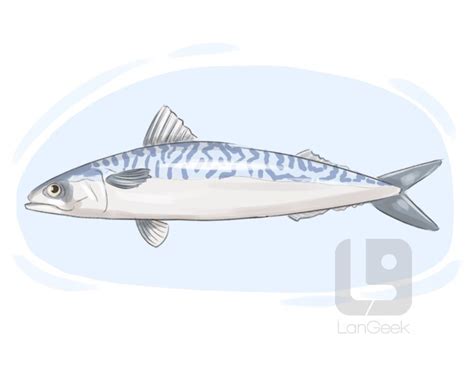 Definition And Meaning Of Mackerel Langeek