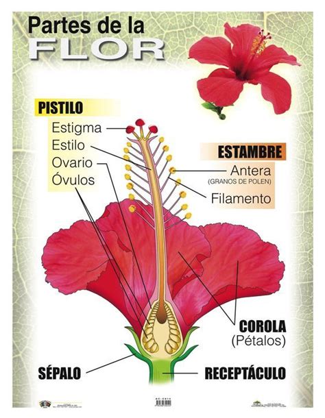 La Flor Y Sus Partes Artofit