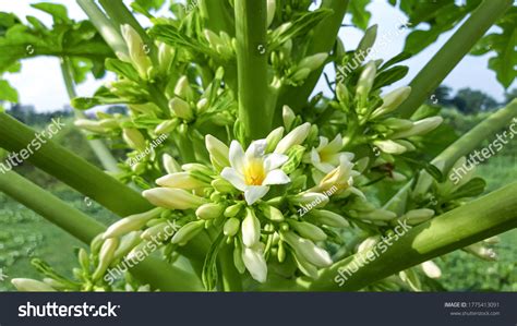 Papaya Tree Flowers
