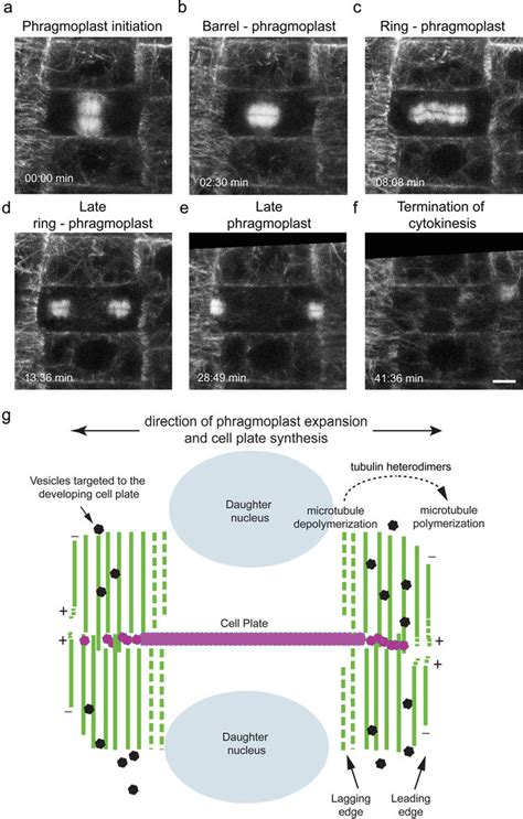 Phragmoplast Organization And Stages Of Phragmoplast Expansion Af Z