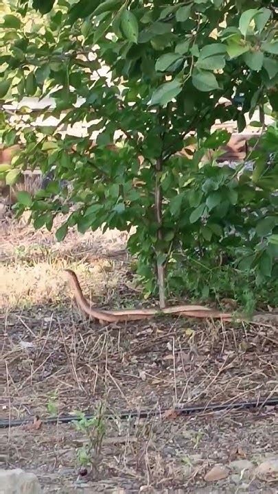 გველების გამრავლება Youtube