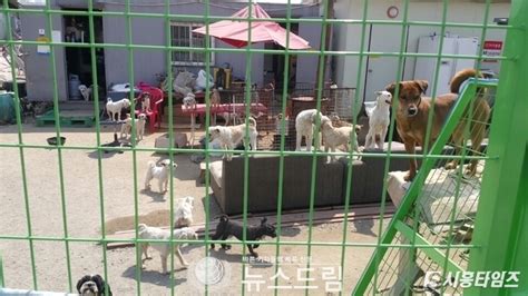법대로 철거되는 ‘시흥a 유기견 보호소