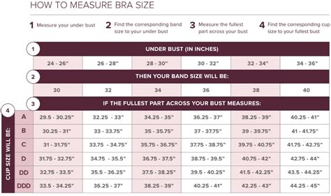 How To Figure Out Your Bra Size Calculator