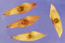 Tree Of Heaven Health Benefits