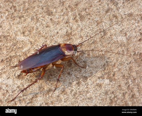 Australian Cockroach Periplaneta Australasiae Adult Walking On