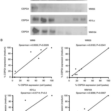 Shedding Of Cspg4 Ectodomain After Exposure Of Melanoma Cells To Braf