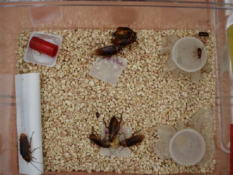 Cockroach Arena Set Up For Bait Evaluations Harborage And Water Vials