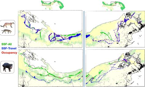 Multi Species Connectivity Scenarios Developed To Connect Core Areas Download Scientific