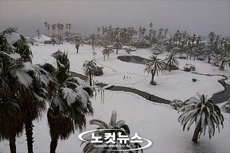 눈 덮인 제주 야자수에 활찍 핀 눈꽃 노컷뉴스