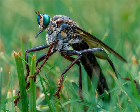Giant Robber Fly Size