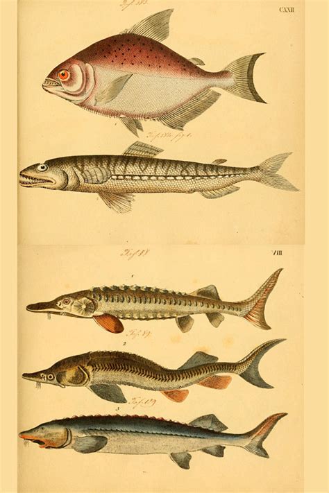 鱼类图鉴 鲟鱼高身银板鱼狗鱼