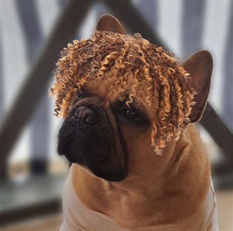 პოლკოვნიკი კოჭოიას მოკრძალებული გვერდი