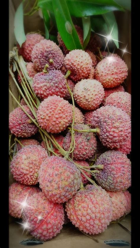 Setget 吃到今年第一波荔枝 滿滿的學問~ 是荔枝改良的玉荷包 再改良的【丁香】🍒🍒