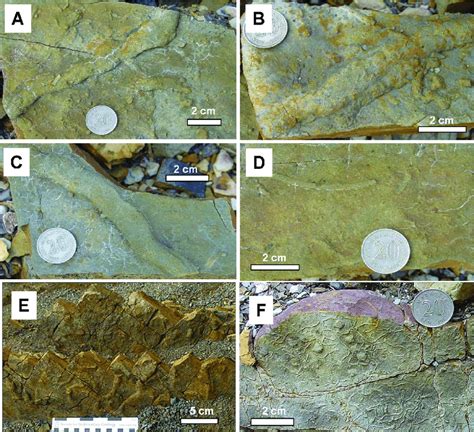 A To E Various Forms Of Palaeophycus Isp Found At Inanam 3 Locality