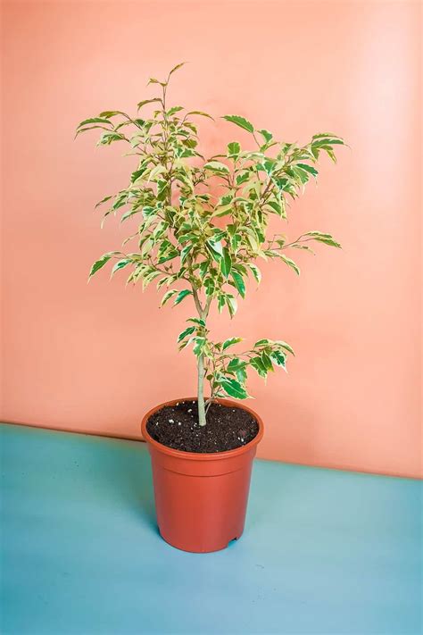 Ficus Benjamina Semi Branched Iconic Houseplant At Plantshop Me