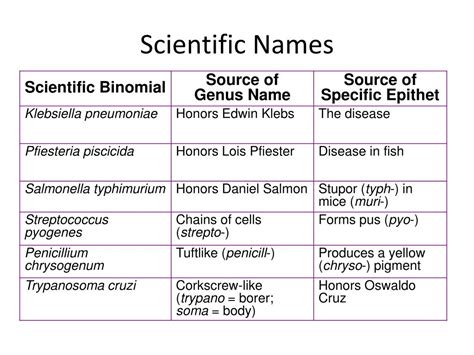 Ppt Lesson 4 Classification Of Microorganisms Powerpoint
