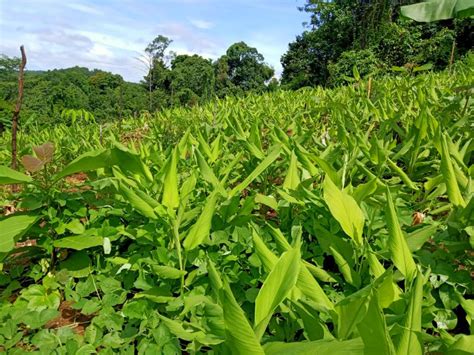 လိပ်သိုဒေသတွင် နနွင်း၊ ရော်ဘာ၊ ကျွန်းနှင့် အခြား သစ်မာများ ရောနှောစမ်းသပ်စိုက်ပျိုးခြင်း အောင်မ