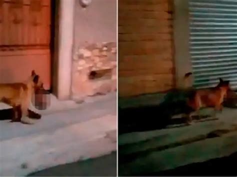 Terror En México Captan A Perro Paseando Con
