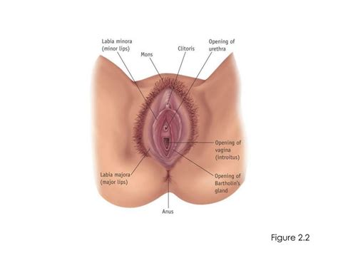 Ppt External Female Sex Organs And Reproductive Structures Powerpoint Presentation Id5518261