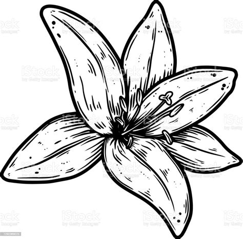 조각 스타일로 백합 꽃의 그림 포스터 카드 배너 기호에 대한 디자인 요소 벡터 일러스트레이션 0명에 대한 스톡 벡터 아트 및 기타 이미지 Istock