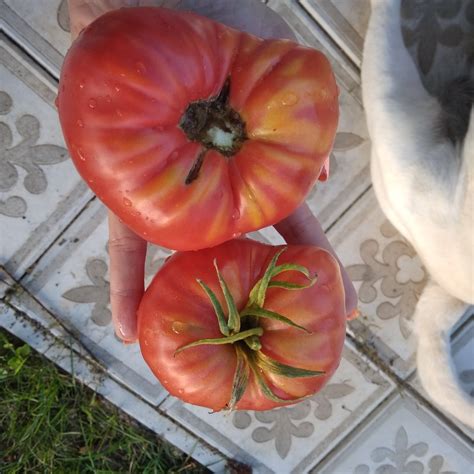 Томат Абаканский розовый: описание сорта, ОТЗЫВЫ (47), фото | tomatland.ru