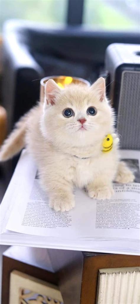 แมวน้อยมันช์กิ้นน่ารักมาก Ennxo