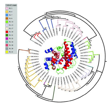 Phylogenetic Tree Analysis Of Reported Alginate Lyases From Various Download Scientific Diagram