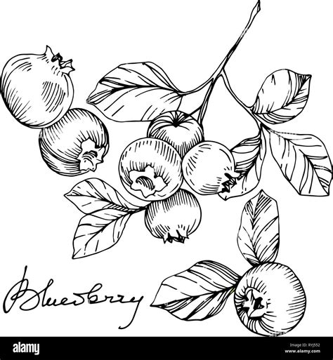 Vector Blueberry Black And White Engraved Ink Art Berries And Leaves Isolated Blueberry
