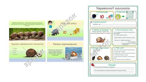 Робочий аркуш “Павукоподібні” Біологія 7 клас НУШ