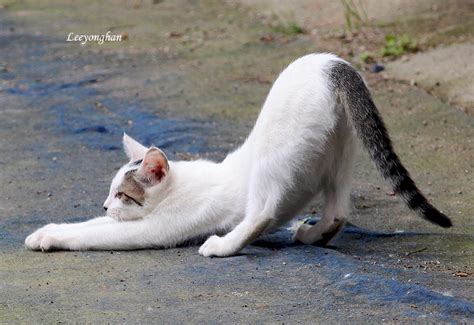원조 고양이 자세