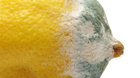 What Is The White Stuff On Lemon Tree Leaves Know Now