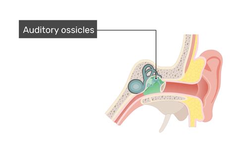 Auditory Ossicles